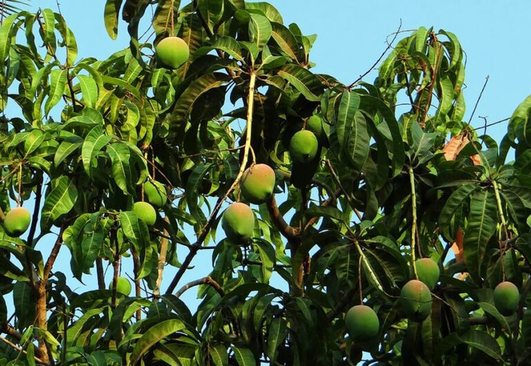 How to Grow a Mango Seed in Water: Tropical Paradise Awaits – House+Garden